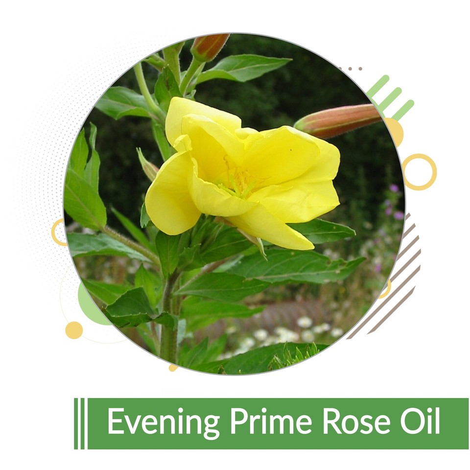 Evening Primerose (Oenothera ) 100% Pure & Natural Carrier Oil 10ml-5000ml. | eBay UK
