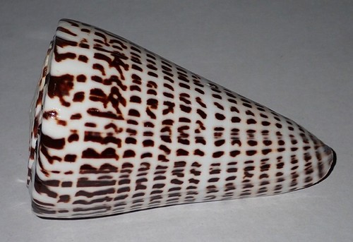 96 mm LARGE Conus Litteratus Cone Seashell GREAT PATTERN #A2 From ...