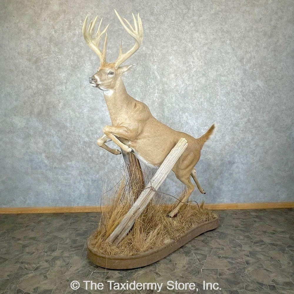 Full Body Whitetail Deer Drawings