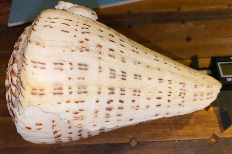 Large Hawaiian Leopard Cone Conus Leopardus Sea Shell 141 mm Big Island ...