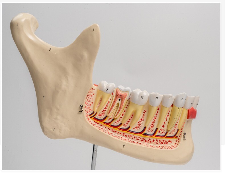 3:1 Human mandibular nerve and tooth anatomical model (6 parts) Dental ...