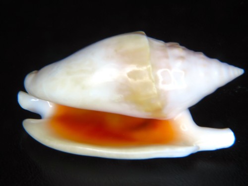 STROMBUS BULLA: GORGEOUS "PALE ORANGE DORSUM" @ 68.16MM! | eBay