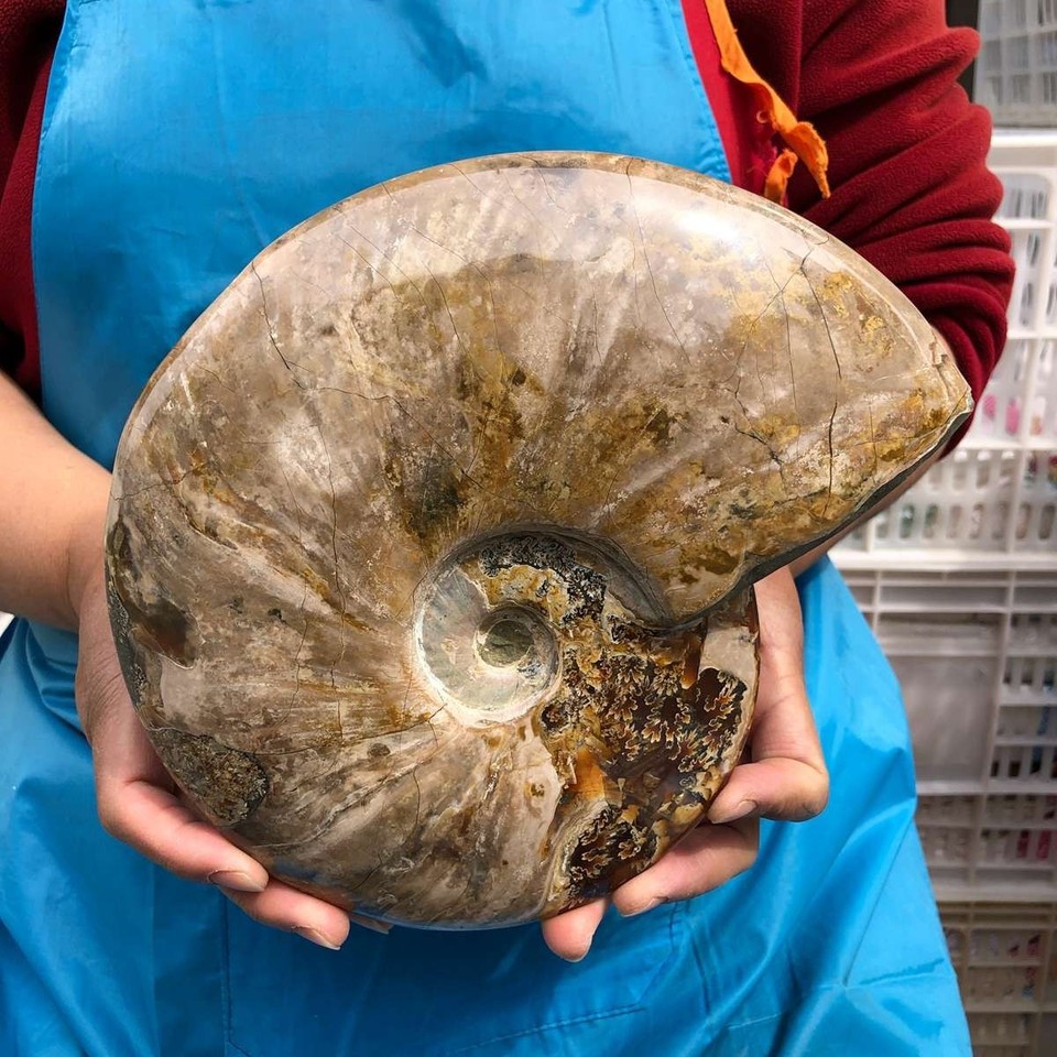 5.14LB Rare! Natural Tentacle Ammonite Fossil Specimen Shell Healing ...