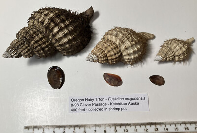 Oregon Hairy Tritons (3). Fusitriton oregonensis. Great Shape. with ...