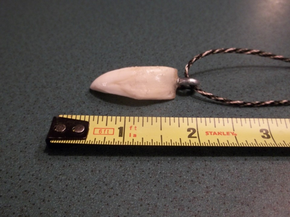 Arkansas Wild Razorback Tooth Pendant Necklace ( #10) | eBay