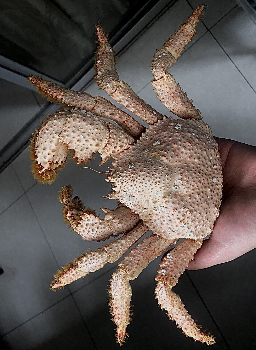 Commission Booking , Pre Order Paralomis False King Crab Taxidermy | eBay