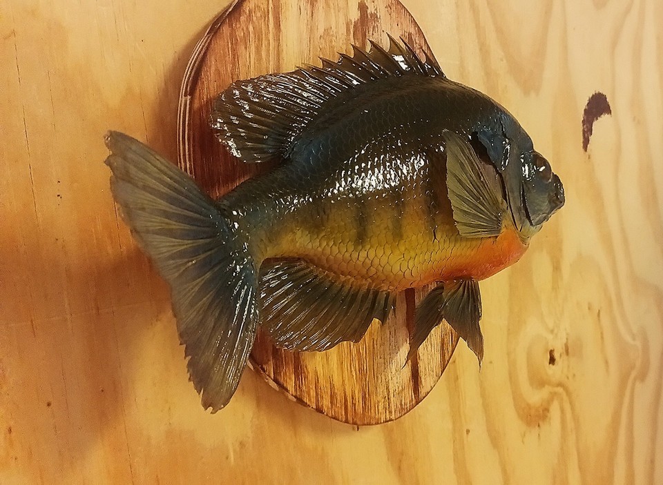 Florida Red Breast Bluegill Bream 9 In. Long Real Skin Wall Mount Fish ...