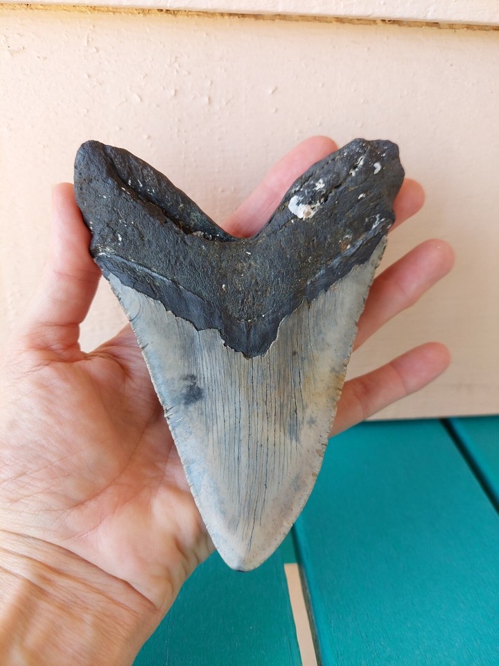 MEGALODON SHARK TOOTH - 5.49”- REAL FOSSIL - BIG SHARK TEETH - NO ...