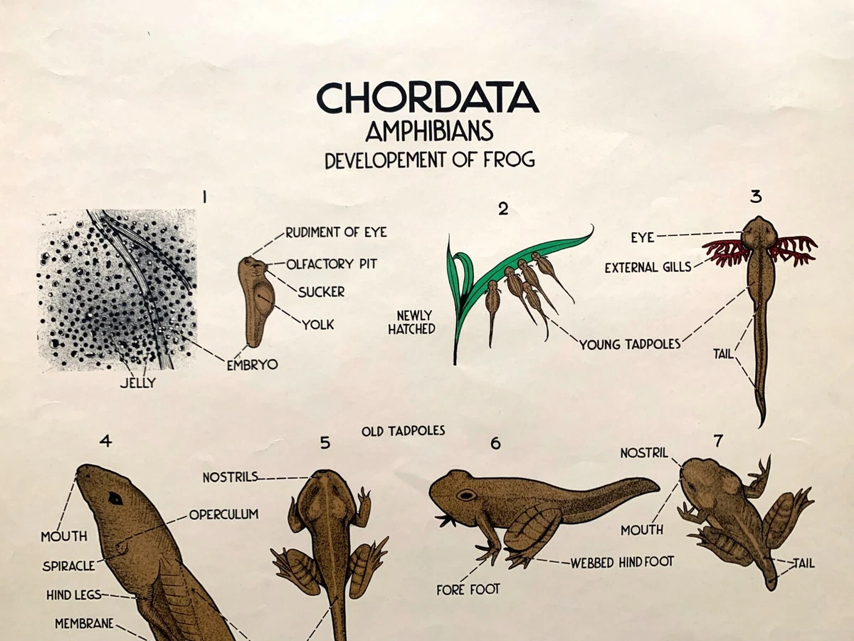 Amphibians Chart