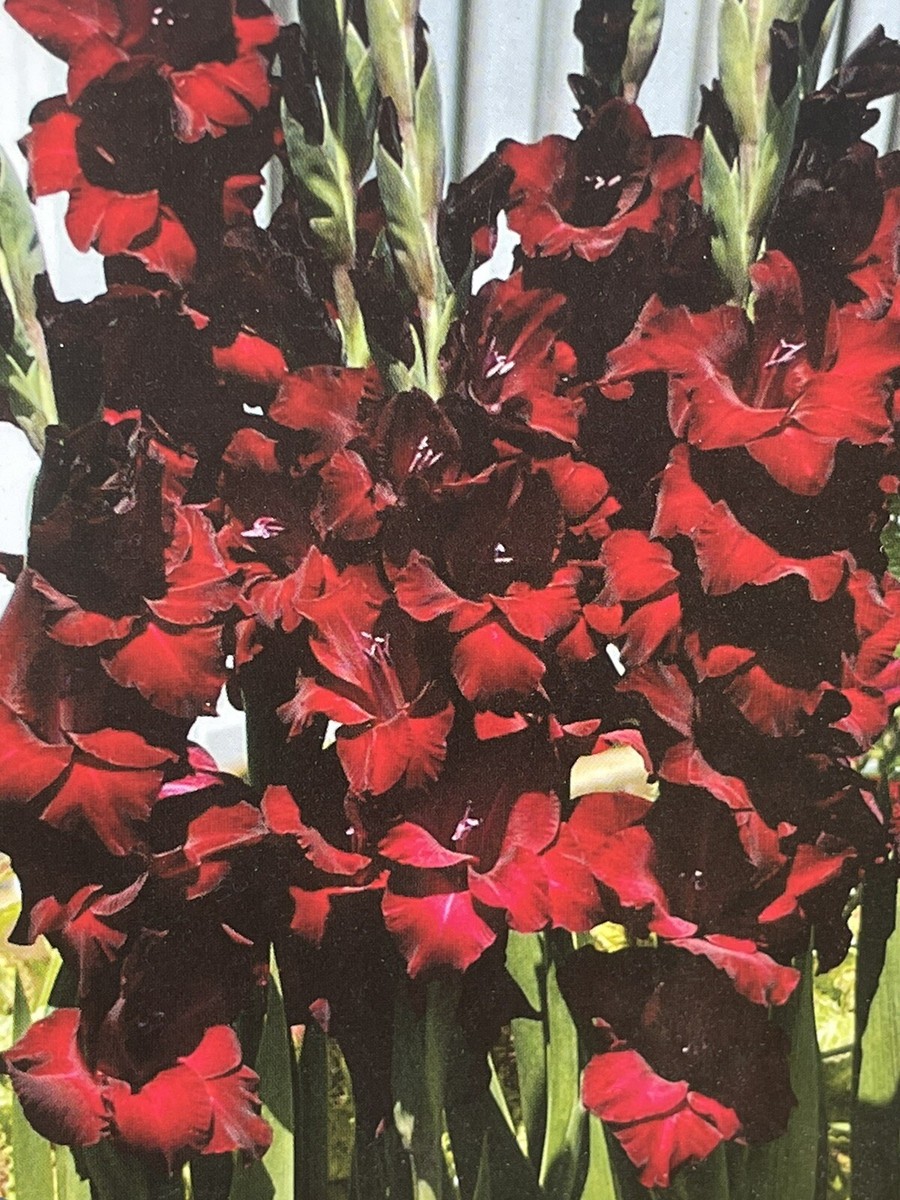 Dark Red Gladiolus