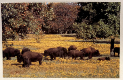 Grazing Buffalo, Bison, Woolaroc Ranch, Museum, Bartlesville OK ...