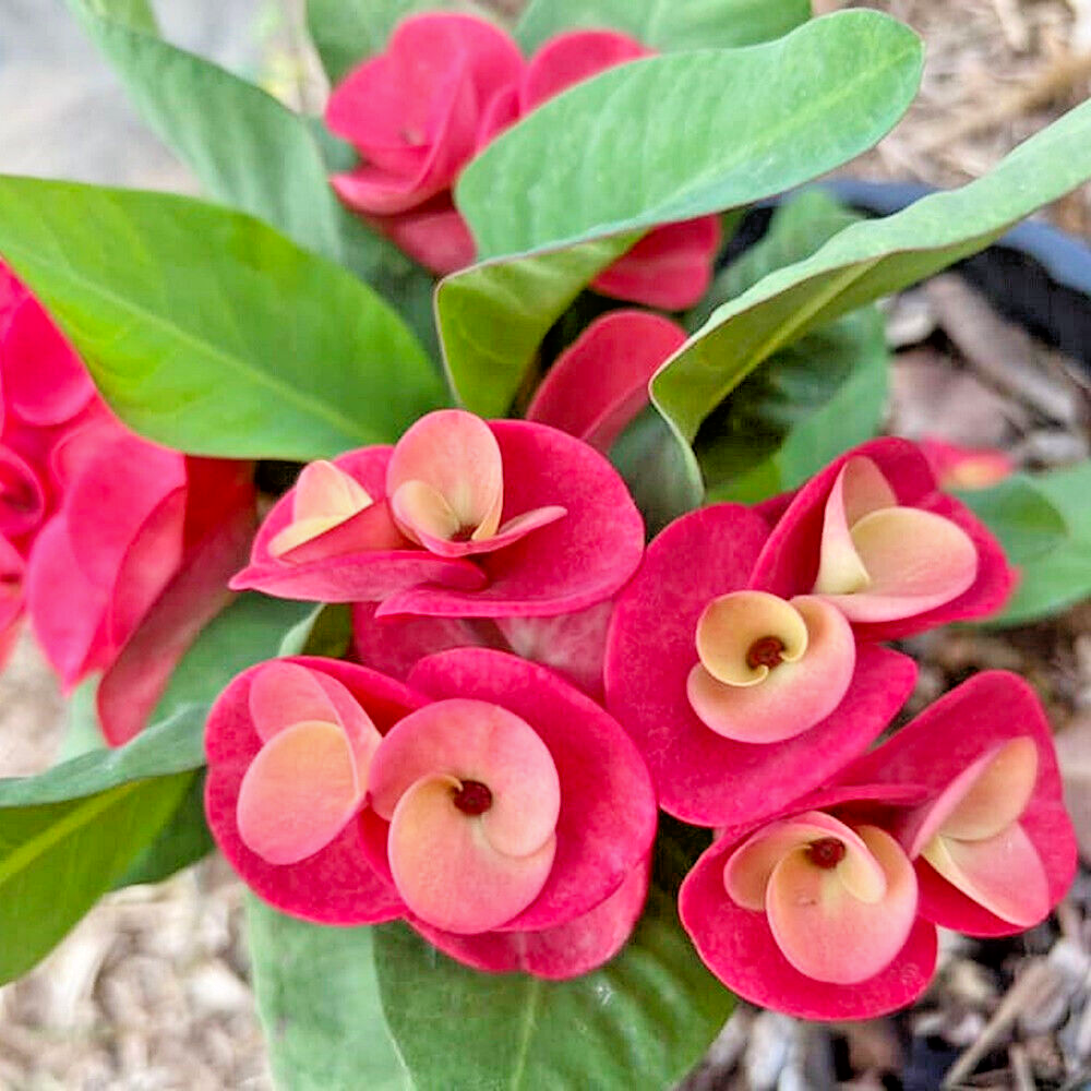Crown Of Thorns Plant Crown Of Thorns | Indoor Plant | Tropical Plant