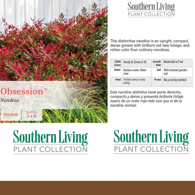 Southern Living Obsession Nandina Shrub with Bright Red Foliage - 2 Gal ...
