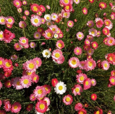 Everlasting Daisy Seeds - Mixed Strawflower Seeds - LIMITED STOCK ...