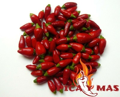 30 CHILE PINGUITA DE MONO PERU CHILLI SEEDS SEEDS CEVICHE PIPI DE MONO ...
