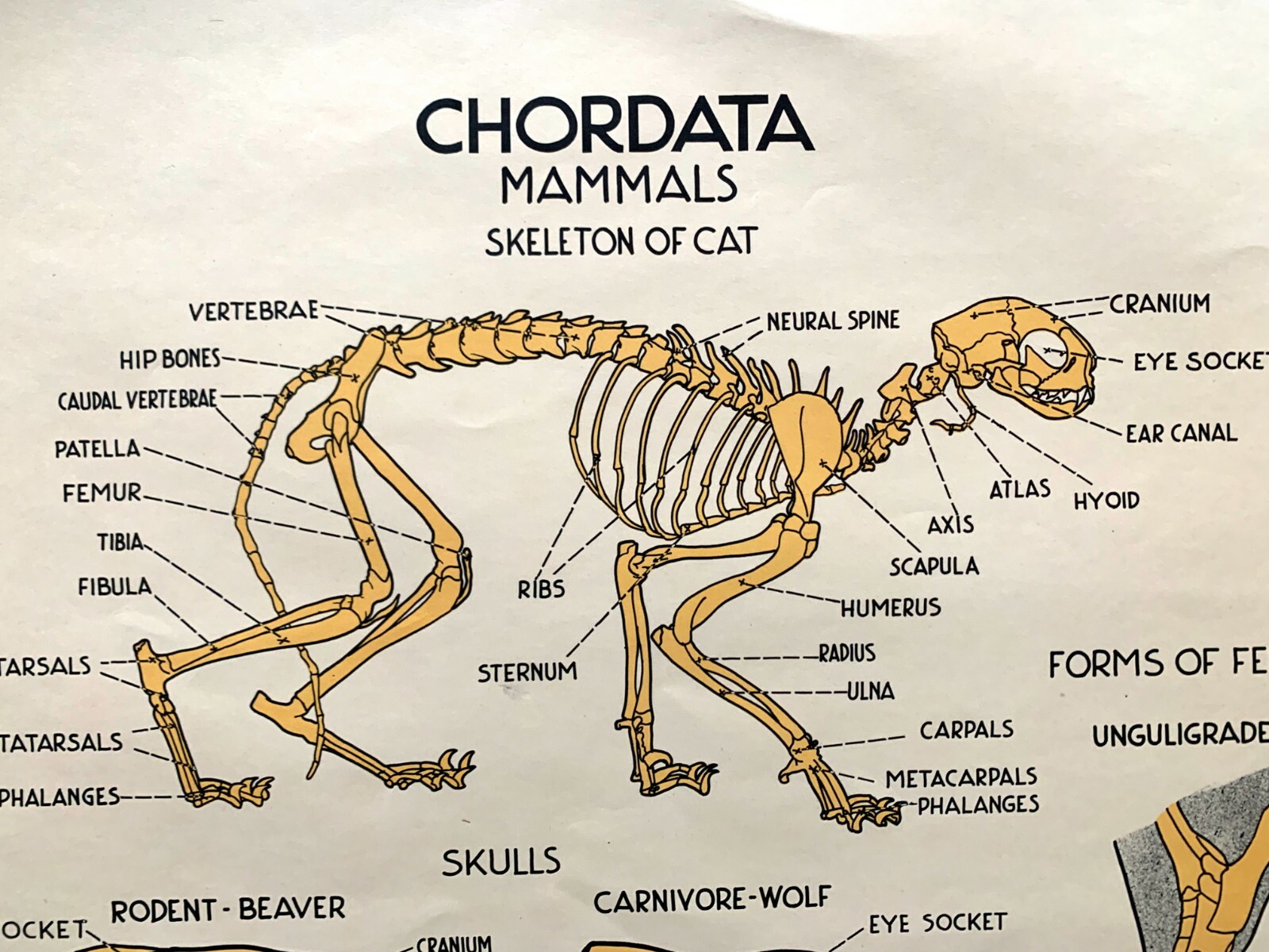 Wolf Skeleton Diagram