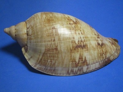 Voluta Cymbiola magnifica Gebauer, 1802 "BEAUTIFUL!" (193mm) | eBay