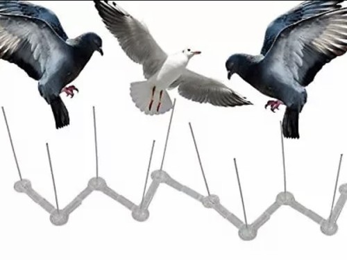 FENCE WALL SPIKES 1M BIRDS PIGEON CATS BIRDS MAGPIES PEST DETER PESTS ...