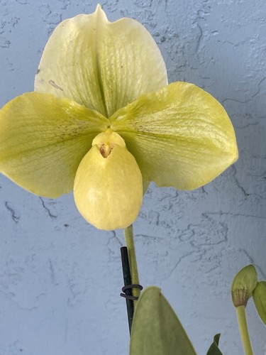 Original Paph Paphiopedilum Emerald Future-7 inches Natural Spread ...