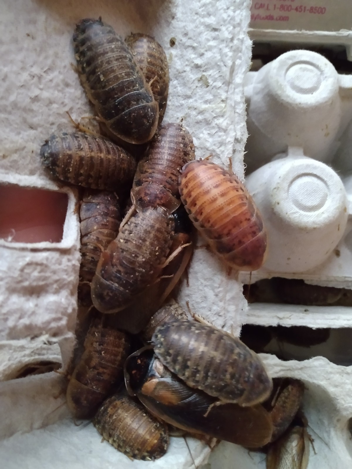100+ Mix of Large and Extra Large Dubia Roaches for Reptiles/Exotic Pet ...