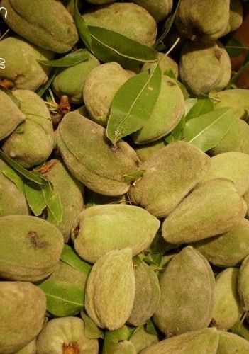 AMANDIER - Prunus dulcis amygdalus ♫ Amande-Fruit Entier ♫ d'Arbre ...