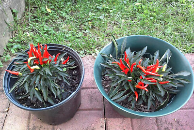 MEDUSA PEPPER PLANT SEEDS - ORNAMENTAL | eBay