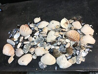 LARGE Sea Shell Lot Beach Seashells Nautical Fish Tank Decor Garden | eBay