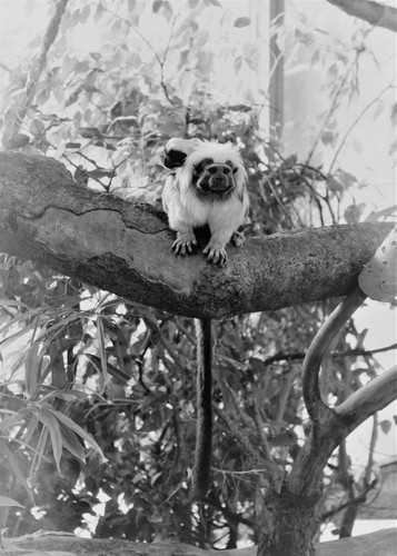 Mama Monkey PREMIUM POSTER FILM PRINT HIGH QUALITY Thick paper | eBay ...