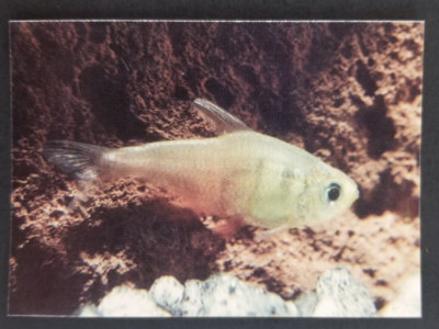 Flame Tetra 1990's Tropical Fish Card #70 (NM) | eBay