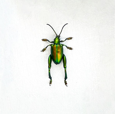 Real Beetle Bug Pinned Insects Specimens Art Collections Entomology ...