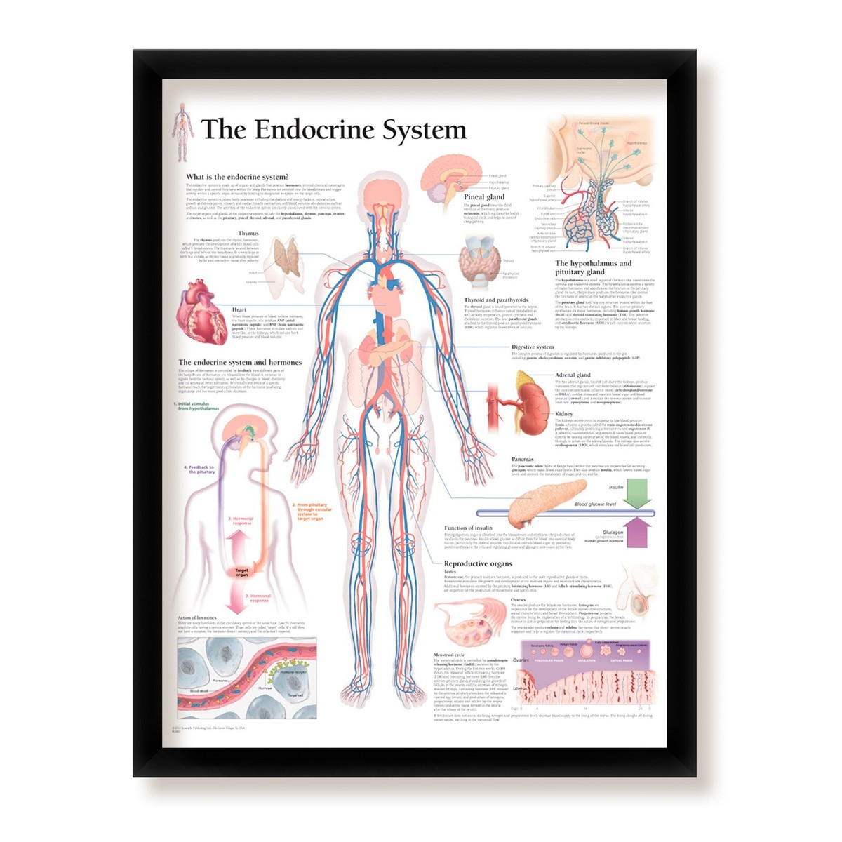 The Endocrine System Chart Laminated Wall Chart Books