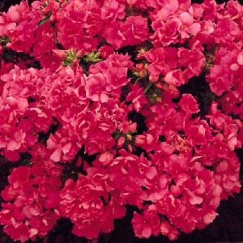 Phlox Seeds Promise Rose 50 Double Flower Phlox flower seeds Phlox ...