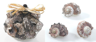 Laciniata Bag of Sea Shells Vase Filler Purple Coastal Decor Nautical ...