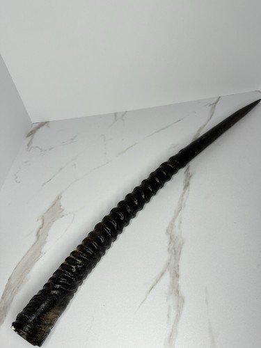 Kosher Shofar Gemsbok Oryx Horn Original from israel (28"-30") | eBay