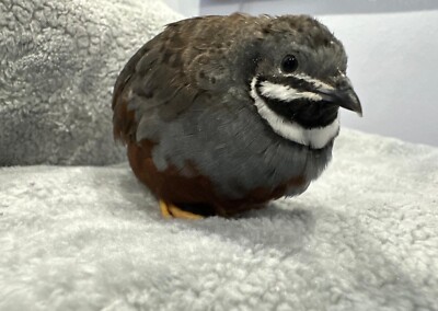 16 Button Quail RAREST COLORS HATCHING EGGS! | eBay