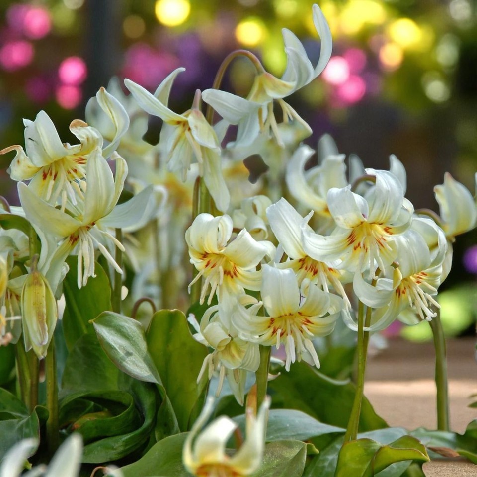 Erythronium White Beauty Spring Bulbs - Dog's Tooth Violet Easy Grow ...