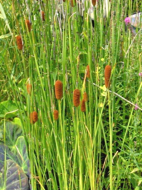 100 DWARF CATTAIL SEEEDS - TYPHA LAXMANNI - perfect for small ponds | eBay