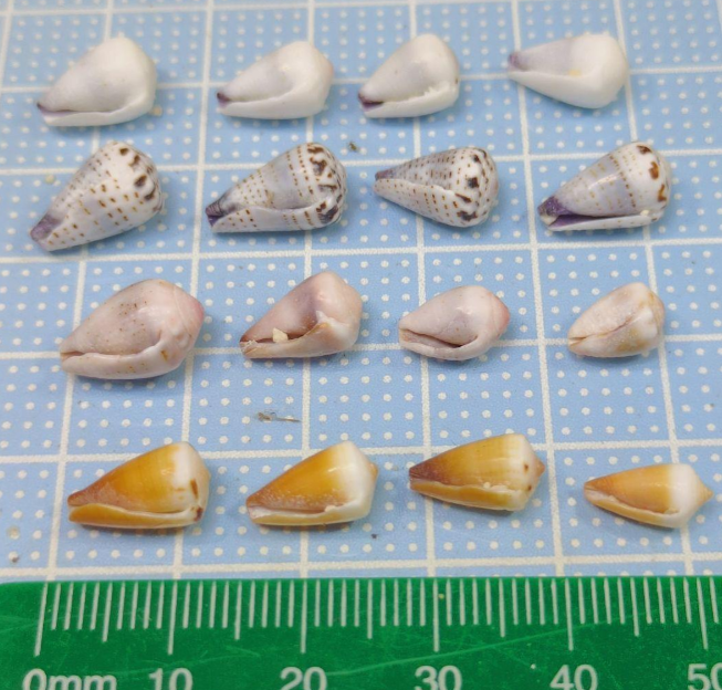 Cone Shell japanese sea Shells of Okinawa | eBay