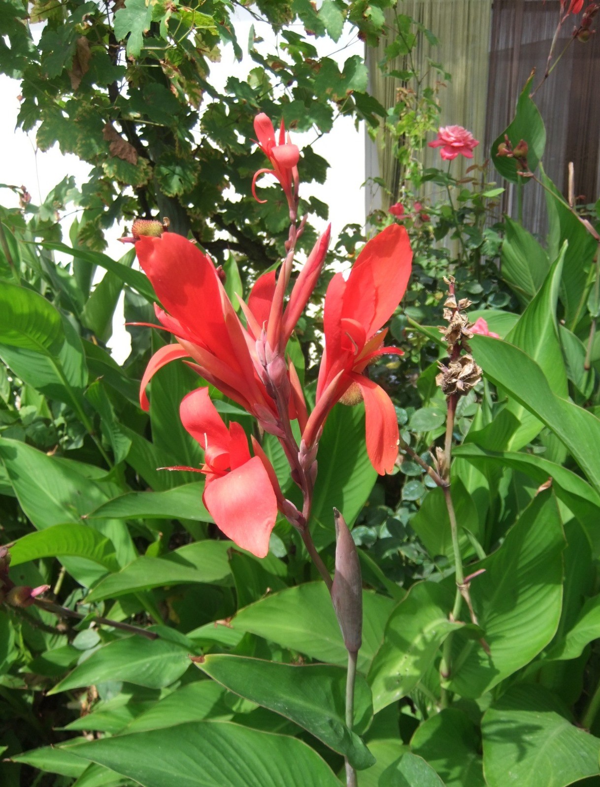 5 GRAINES DE CANNA INDICA ROUGE *** BALISIER *** CONFLORE | eBay