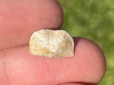 New Mexico Fossil Brachiopod Neochonetes whitei Pennsylvanian Trilobite ...