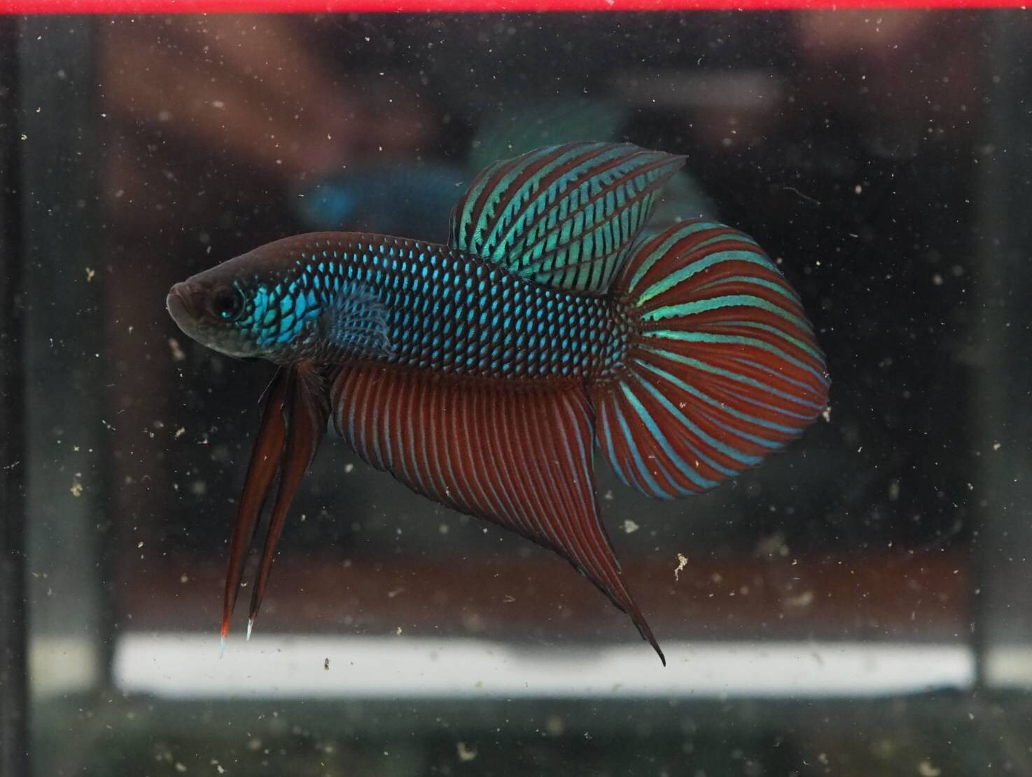 Wild Betta Smaragdina Snake Face Male Wild Live Betta Fish High Quality ...