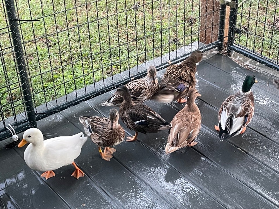 8+ call duck hatching eggs. Mixed color flock | eBay
