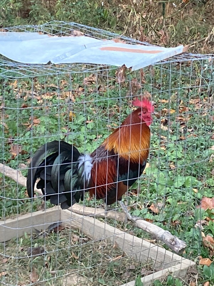 american gamefowl eggs Pure Dead End Blueface hatch | eBay