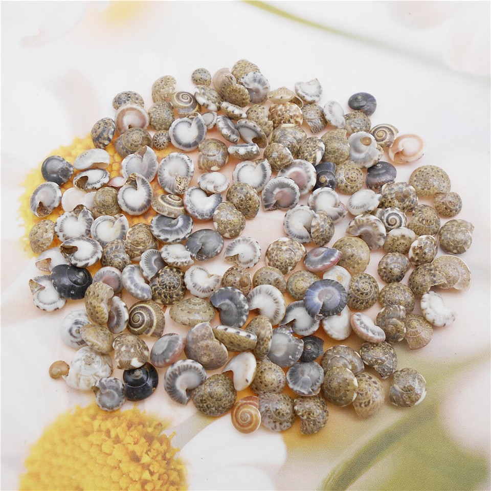 200pcs Tiny Snail Shells Swirl Conch Seashells For Crafts Nautical ...
