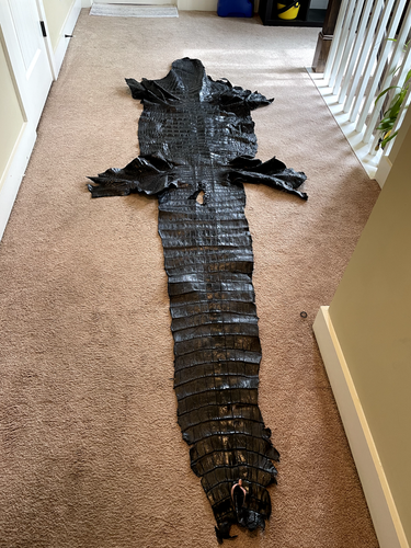 Genuine Wild Caught Florida Alligator Tanned Hide (10 ft 10 in) | eBay