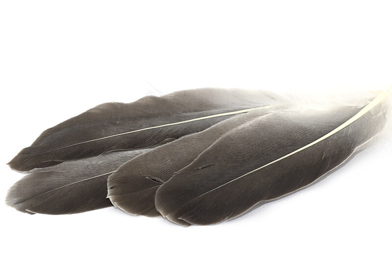 UK Grey Goose Wing Feathers Quill Pen Hat Native Ceremony 7-9" 6 Pc 3L ...