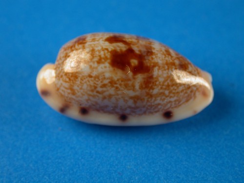 Cypraea alisonae, Great Dark Pattern, 18.3mm, Hawaii Shell | eBay