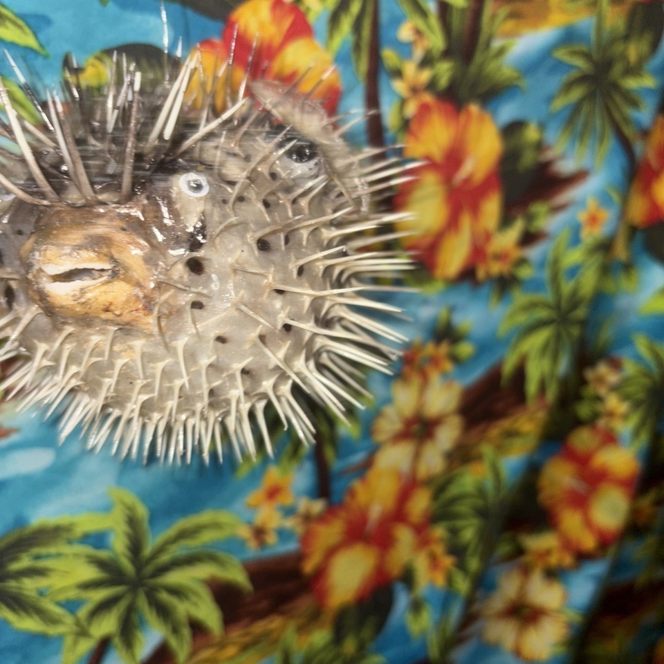 Taxidermy Porcupine Puffer Fish Large 6" Preserved Blowfish Hanging ...