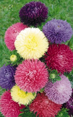 500+Powder Puff China Aster Seed Mix(Callistephus Chinensis)Cut flowers ...