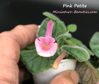 Mini Sinningia Pink Petite s.e.e.d.s vintage variety tuberous Tariffs ...